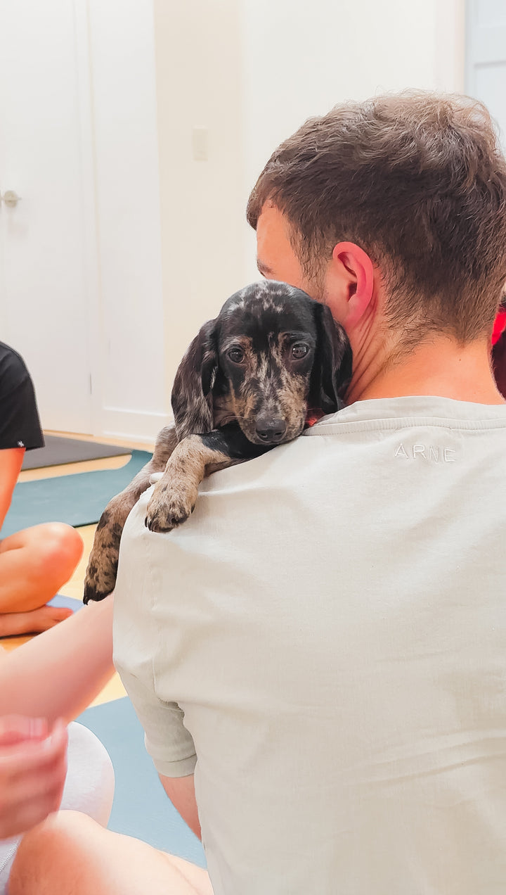 Therapy Puppy Studio – Therapy Puppies
