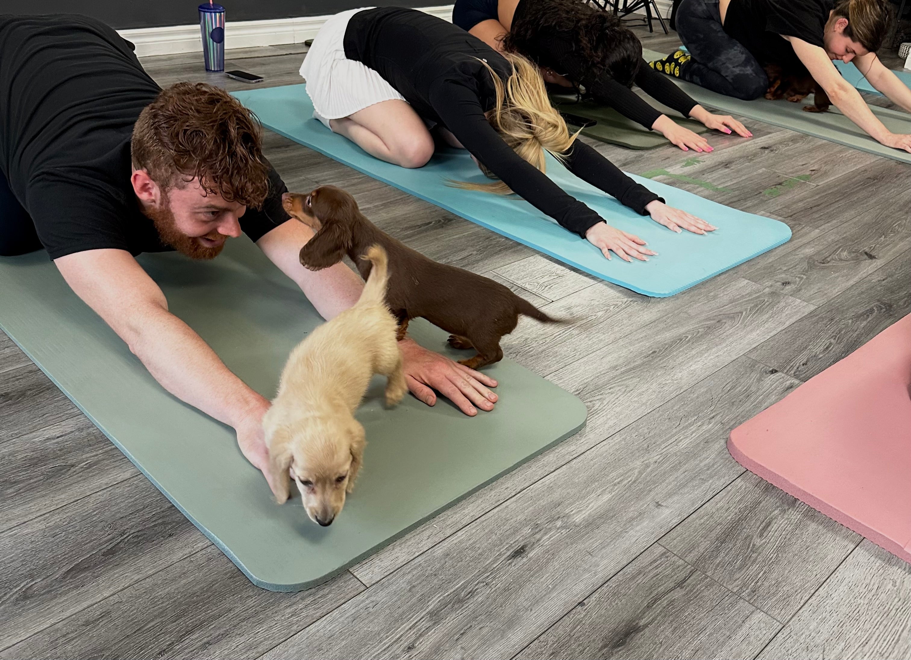 Therapy Puppy Studio – Therapy Puppies